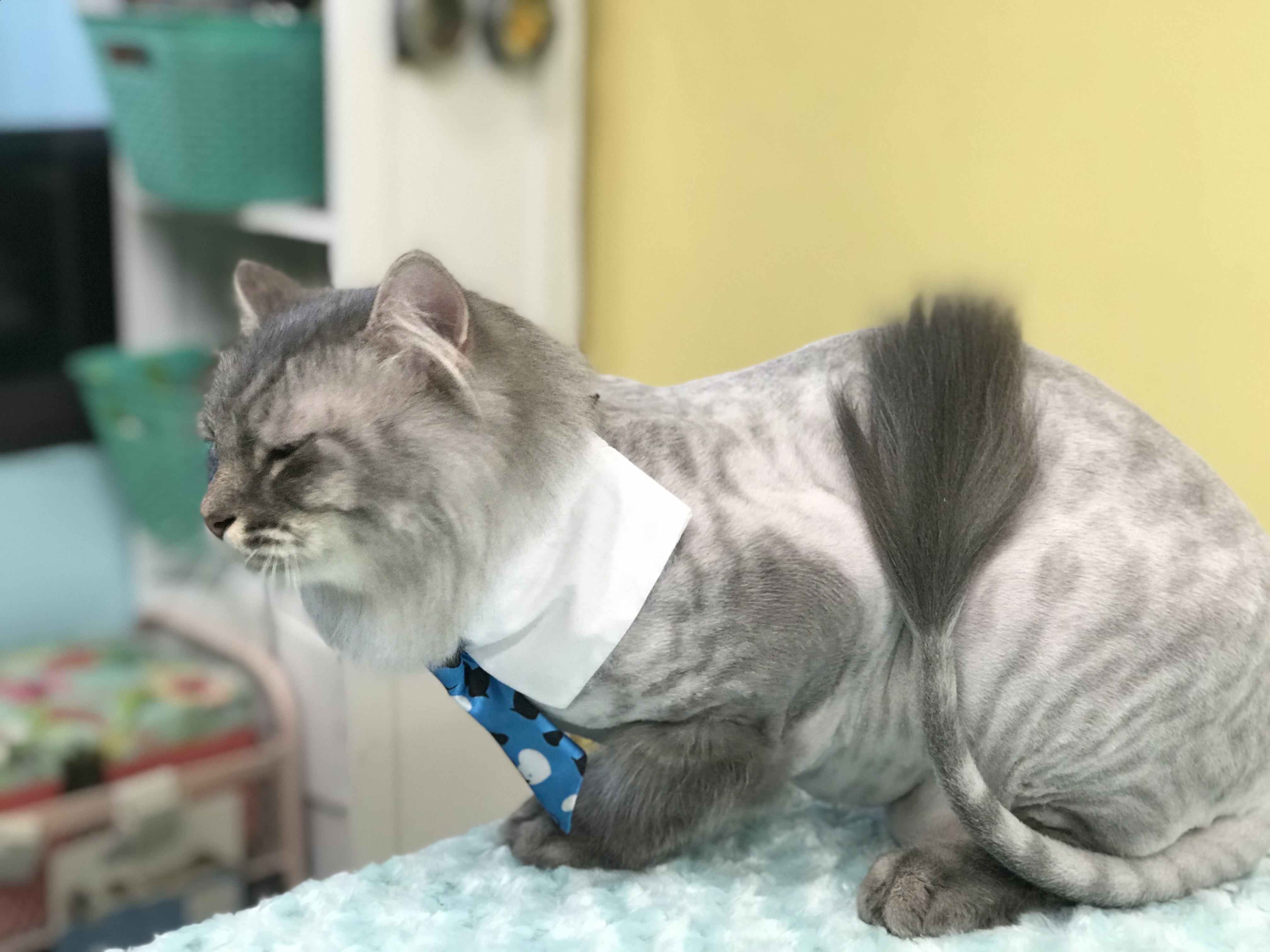 CERTIFIED MASTER CAT GROOMING – Austin, Bastrop TX & Surrounding Areas ...